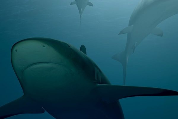 National Aquarium releases two sharks into the ocean | Inside Tourism